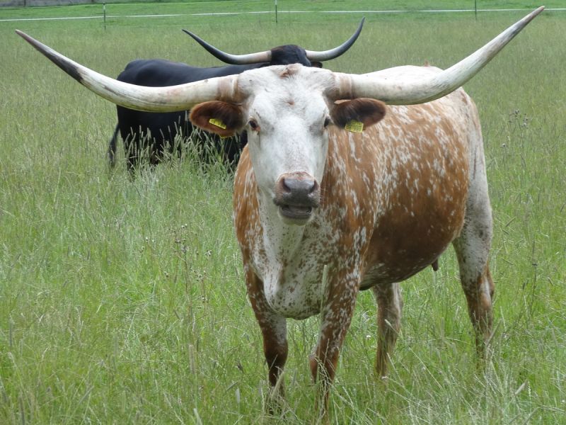 Tiere | Texas Longhorn Ranch